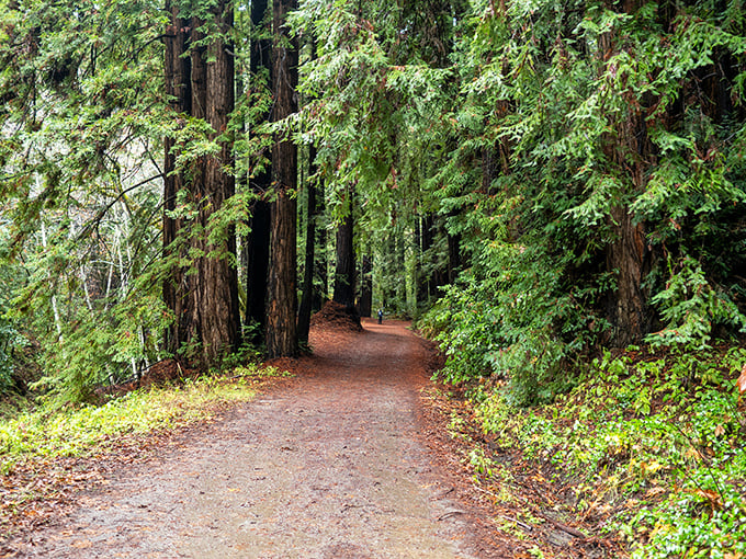 Dappled sunlight plays hide-and-seek between ancient redwoods. This forest path feels like walking through a fairytale.