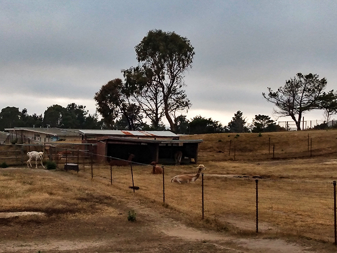 Rural charm just minutes from the surf&mdash;these coastal farmlands prove Montara isn't just about ocean views, it's about preserving a simpler way of life.