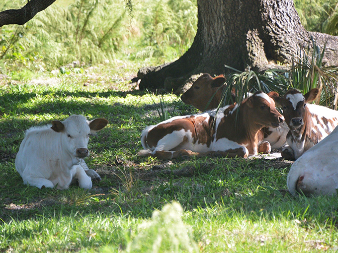 Bovine bliss under shady oaks. These cows at Babcock Ranch Preserve are living their best Florida lives, completely unaware of their Instagram potential.