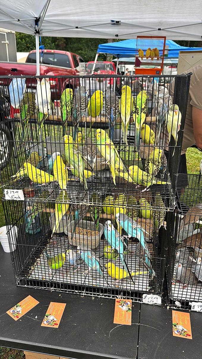 Ceramic birds perch proudly on display tables, ready to bring whimsical charm to any garden or windowsill.