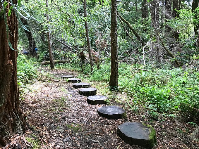 Butano State Park's stepping stones invite you into a fairytale forest where redwoods whisper secrets that predate the smartphone era.