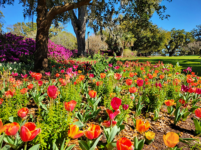 Spring's color explosion rivals any fireworks display—these tulips don't just grow, they perform, turning Airlie into nature's Broadway show.