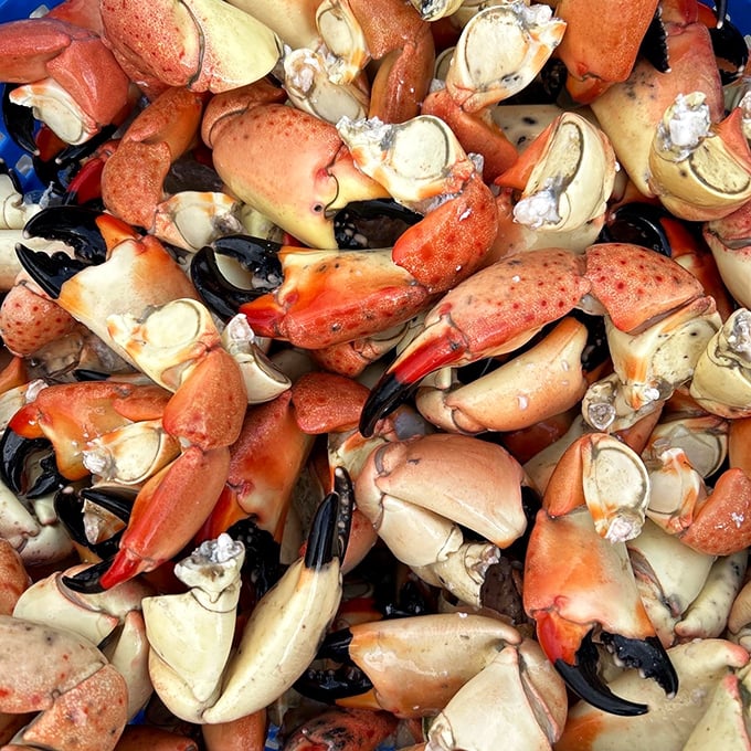 Nature's puzzle boxes with delicious prizes inside. These blue crab claws contain sweet meat that rewards those patient enough to crack the code.