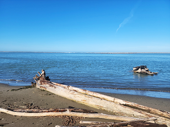 Driftwood sentinels guard Centerville Beach's shoreline, where the Pacific meets Ferndale's wild edge in perfect, untamed harmony.