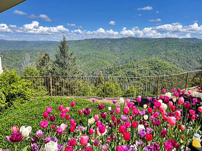 Spring explodes in technicolor glory at Crystal Hermitage Gardens, where tulips compete with the valley views for most breathtaking backdrop.