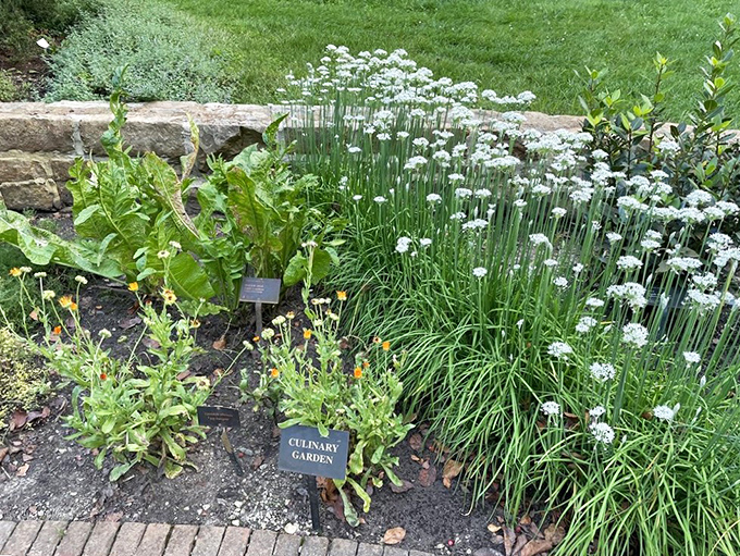 The Culinary Garden proves beauty and utility are perfect companions. These chives bloom with delicate purple flowers while waiting to elevate your next omelet.