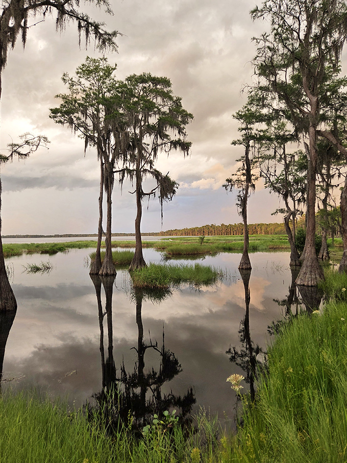 Cypress sentinels stand guard over calm waters. These majestic trees have been perfecting their reflection game for centuries.
