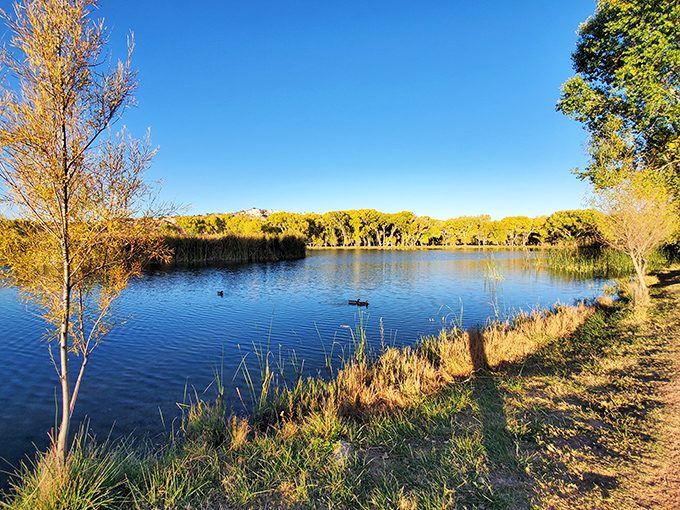 Dead Horse Ranch State Park's serene waters reflect autumn's golden touch. A peaceful reminder that desert landscapes aren't just about cacti and tumbleweeds.