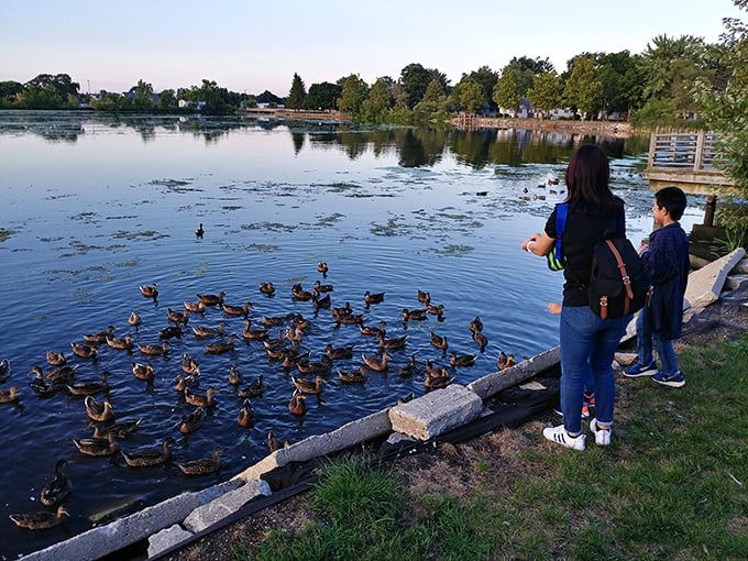 Feeding ducks at sunset – nature's way of reminding us that sometimes the simplest pleasures create the most lasting memories.