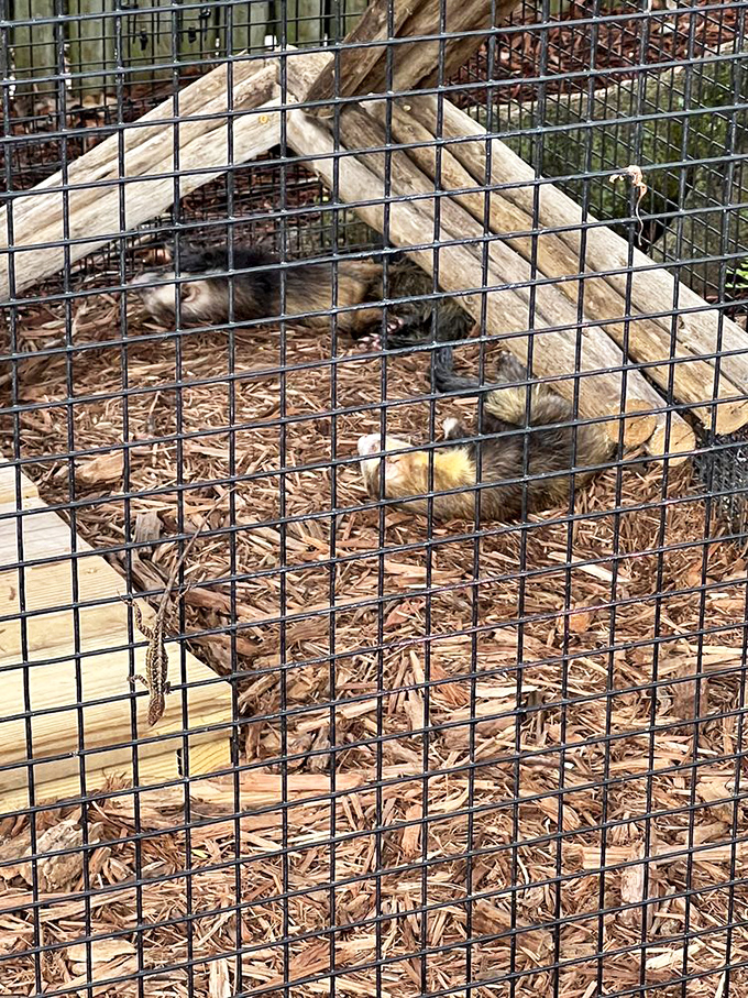 These curious little bandits prove that not every Florida resident has scales, though they're equally mischievous and entertaining.