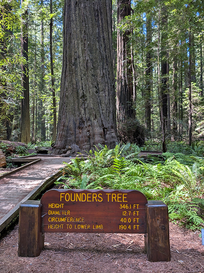 The Founders Tree stands tall like a wise elder with stories to tell. At 346 feet, it's taller than the Statue of Liberty wearing platform shoes.