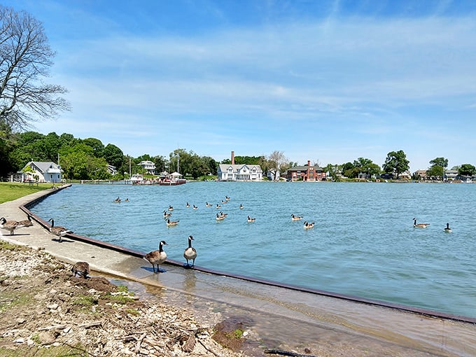 The unofficial welcoming committee of Lake Erie paddles by, gossiping about tourists and plotting sandwich heists with military precision.