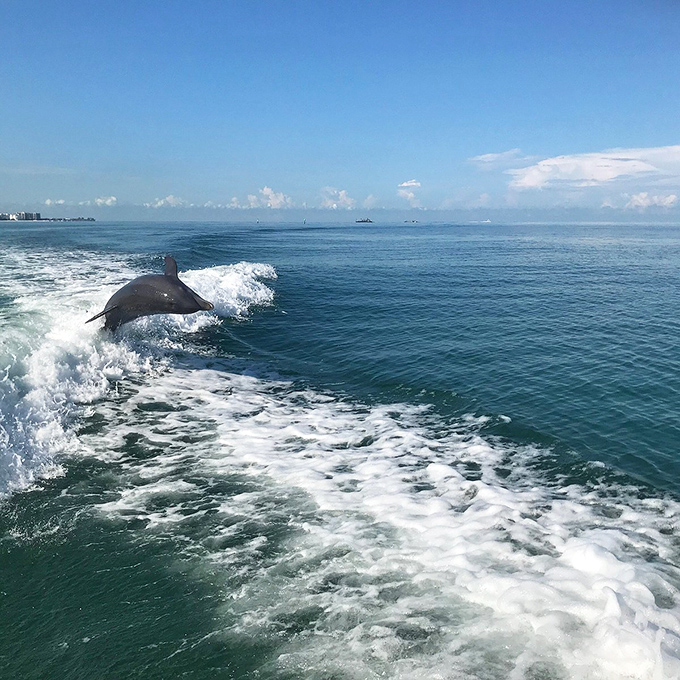 Nature's comedy hour features pelicans perfecting their synchronized diving routines for delighted beach audiences below.