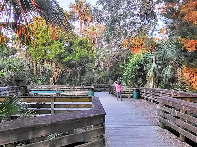 This boardwalk through the hammock feels like nature's own red carpet, minus the paparazzi and uncomfortable shoes.