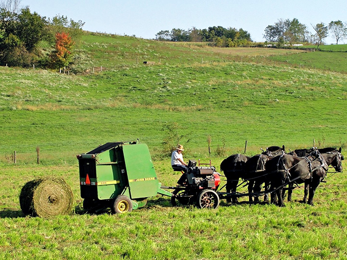 Farming the old way—when John Deere meets horse power. This isn't a historical reenactment; it's Tuesday in Charm.