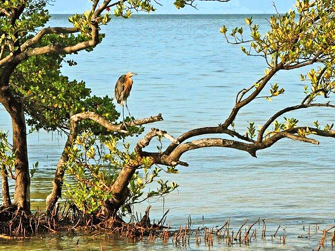 This heron has mastered the art of patience, waiting for lunch while enjoying better waterfront real estate than most Manhattan penthouses.