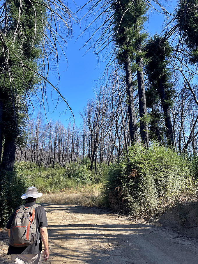 The aftermath of wildfire reveals nature's resilience. New growth emerges among charred trunks, a reminder that even forests understand the concept of reinvention.
