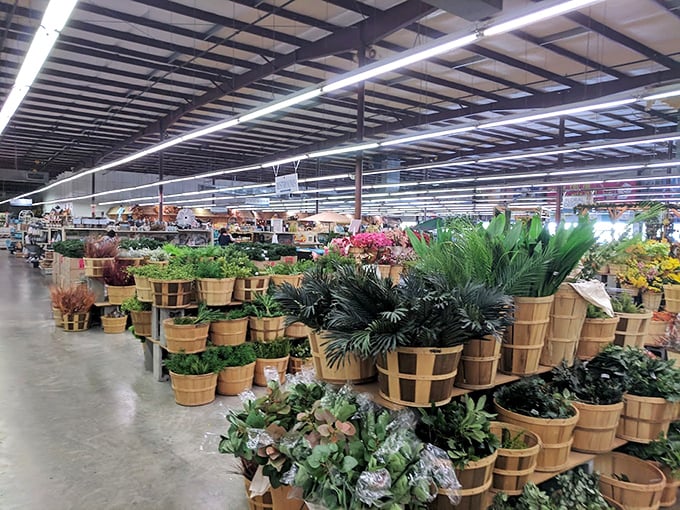 A garden of possibilities blooms indoors, with lush plants in rustic baskets that can transform your home without requiring a green thumb.