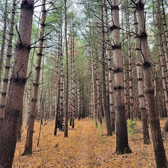 These towering pines stand like nature's cathedral columns, creating a hushed sanctuary where even your loudest thoughts quiet down.