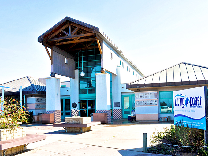 The Living Coast Discovery Center offers intimate encounters with local wildlife, proving nature's best shows don't require a streaming subscription.