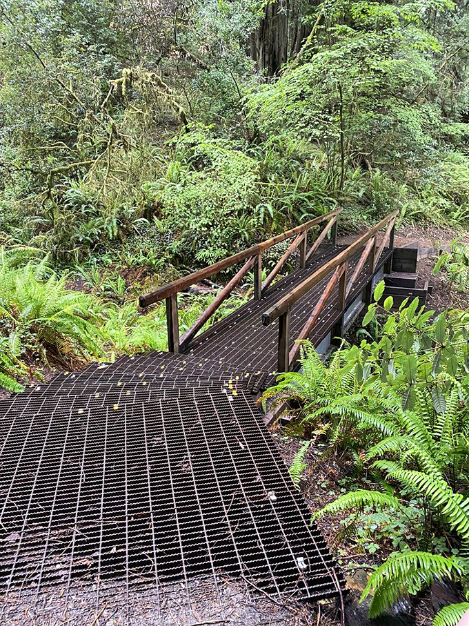 This bridge doesn't just connect two sides of a creek—it connects you to a world where moss-draped branches and prehistoric ferns rule the landscape.