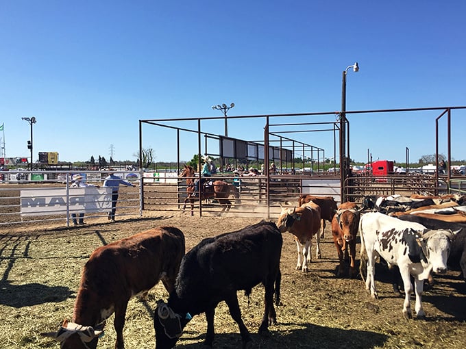 At Oakdale's rodeo grounds, cattle don't just graze&mdash;they're part of a living tradition that earned this town its "Cowboy Capital" nickname.
