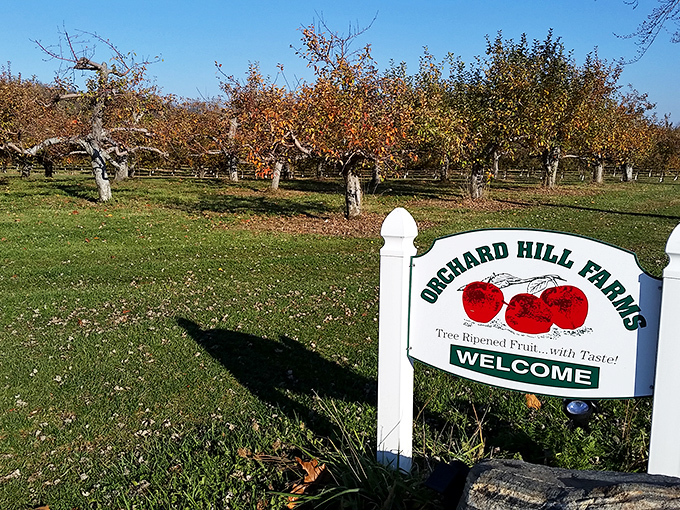 At Orchard Hill Farms, apple-picking isn't just an activity&mdash;it's practically a competitive sport for families in fall. Tree-ripened fruit with taste!
