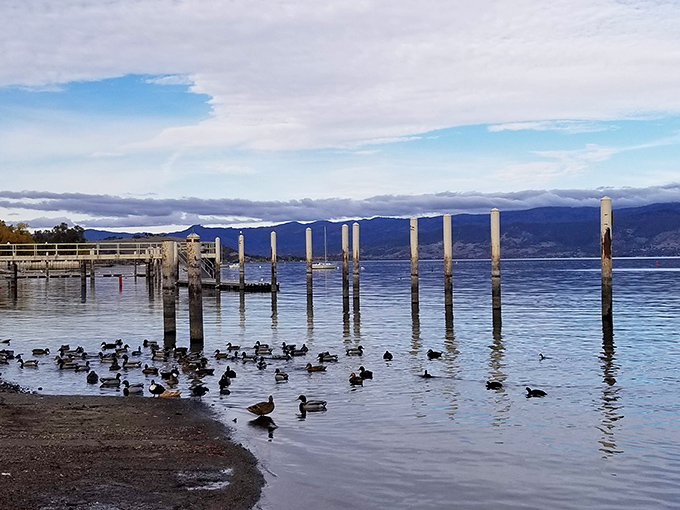 Where ducks have better lakefront property than most Californians, and they don't even have to worry about property taxes.