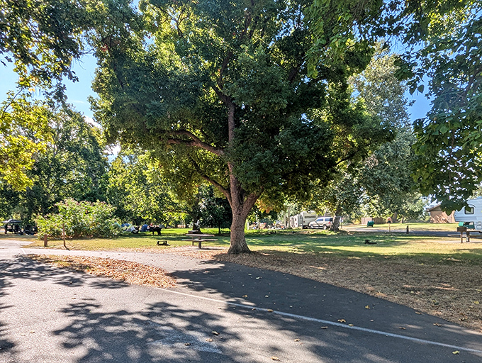 Nature's perfect park bench awaits under these sprawling trees, where locals have been escaping the Northern California heat since before air conditioning was invented.