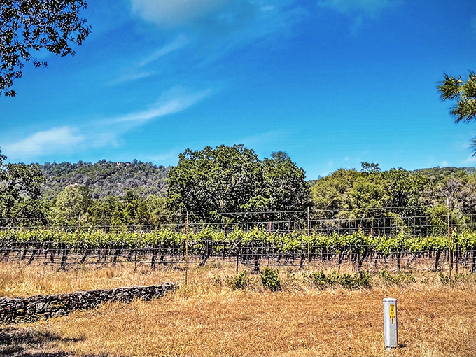 Vineyards that don't require a second mortgage to visit. These Sierra foothills grapes soak up sunshine while visitors soak up the peaceful countryside vibes.
