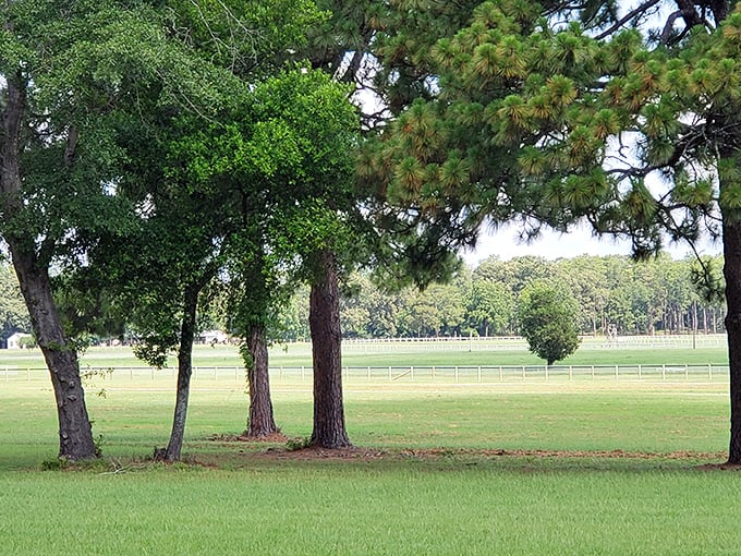 Springdale Racecourse transforms into a social spectacle during steeplechase season, where watching magnificent horses clear jumps doesn't require a magnificent bank account.