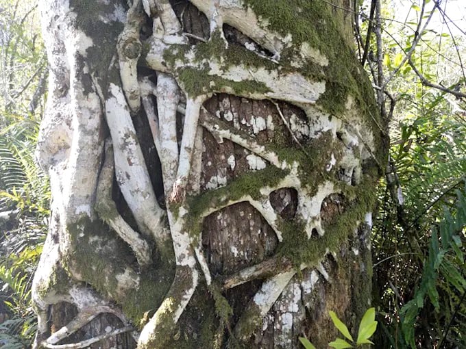Mother Nature's ultimate clingy relationship&mdash;this strangler fig slowly embraces its host tree in a centuries-long hug that's both beautiful and slightly terrifying.