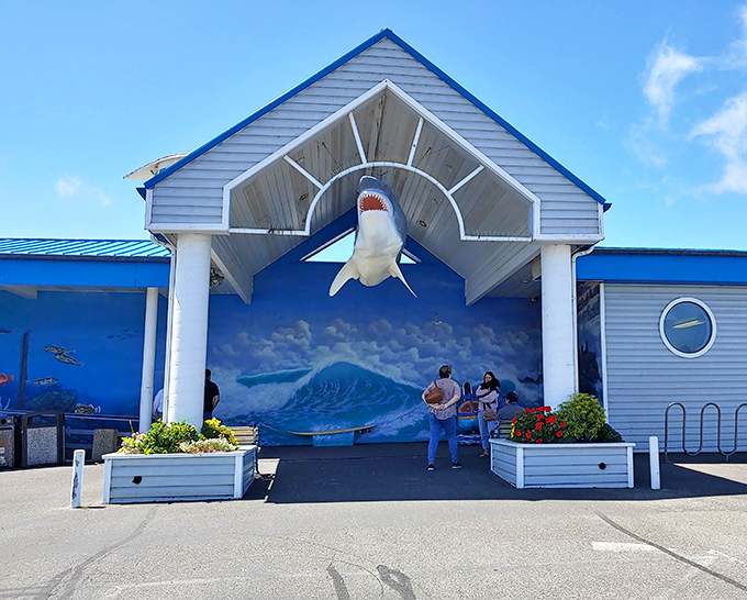 Jaws drops without jaw-dropping prices. Ocean World's shark entrance proves small-town attractions can still deliver big-time wonder.