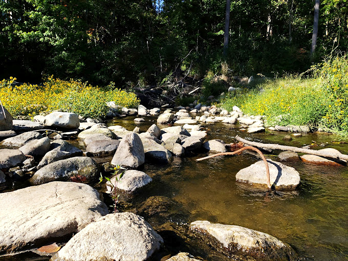 Nature's rock garden where water plays architect. These stones have been smoothed by patience, something we could all use more of.
