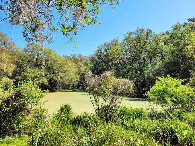 Willow Pond Nature Trail offers a verdant escape where alligators and egrets coexist peacefully&mdash;unlike my neighbors arguing over property lines back home.