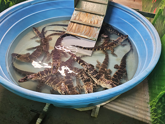 Florida's tiniest residents taking a pool party break. These baby gators remind you you're definitely not in a mall in Minnesota!