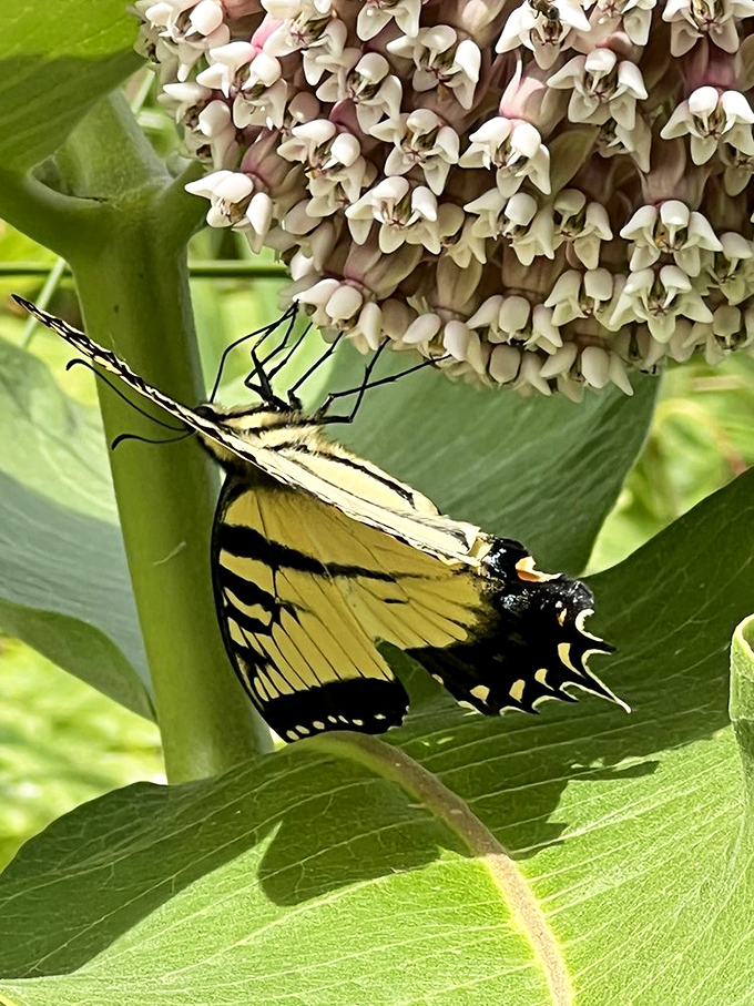 Wing therapy: A tiger swallowtail butterfly takes a moment to appreciate the milkweed&mdash;nature's version of a five-course tasting menu.