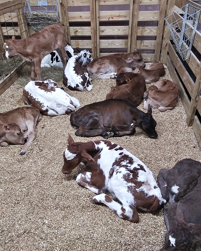 Naptime at the livestock section, where these calves don't seem particularly concerned about their star status in the market's menagerie.
