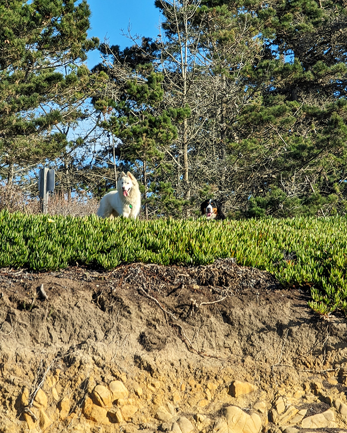 Even the four-legged critics give Bean Hollow two paws up. The coastal vegetation makes a perfect lookout point.