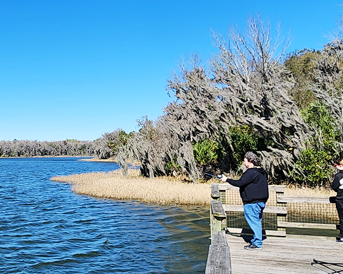 Winter at Paynes Prairie transforms Spanish moss into nature's tinsel, draping the landscape in a holiday display that outshines any department store