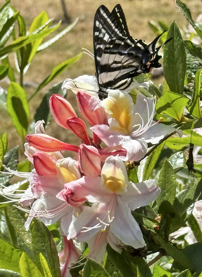 Where butterflies find five-star accommodations. This swallowtail knows the best spots for nectar are at Alfred A. Loeb's natural buffet.