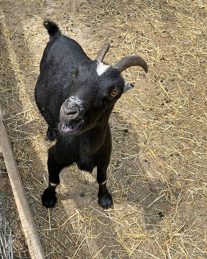 This photogenic goat has mastered the art of the meet-and-greet, offering farm tours with more personality than most human guides.