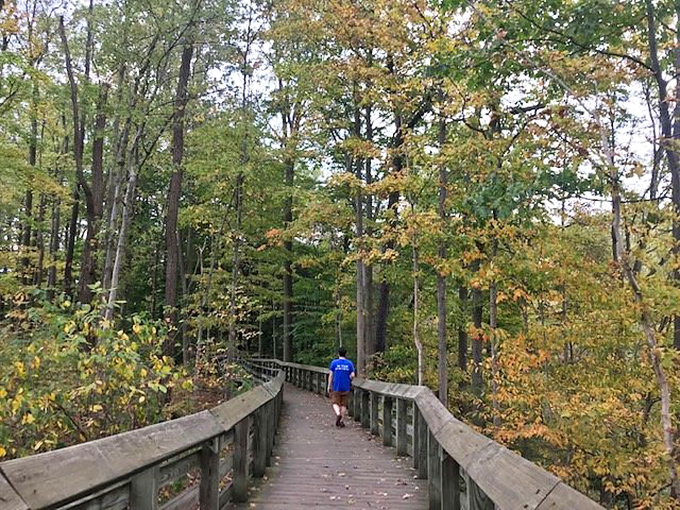Autumn transforms the boardwalk into a golden corridor. Like nature's red carpet, it leads visitors through a seasonal fashion show of foliage.