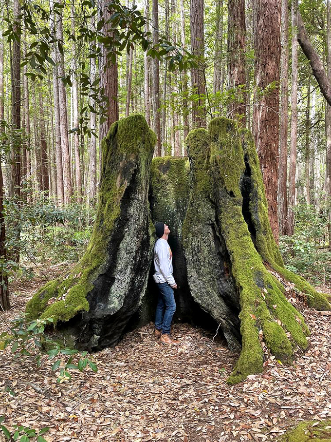 Nature's tiny home movement: this hollowed redwood stump could easily rent for $2,000/month in San Francisco's current housing market.
