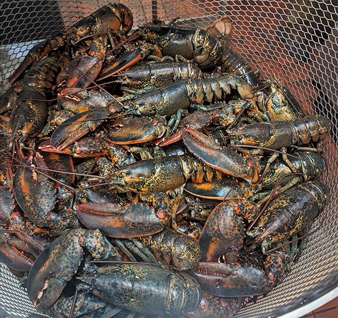Not just any lobsters&mdash;these are crustaceans with character, piled high and waiting to fulfill their destiny as the centerpiece of someone's special occasion dinner.