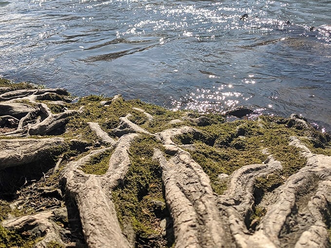 Tree roots grasp the shoreline like nature's own sculpture garden, showcasing the persistent dance between water and land over decades.