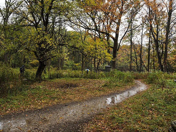 Autumn paints Bachelor's Grove in golden hues, transforming this notorious haunt into a scene of unexpected beauty.