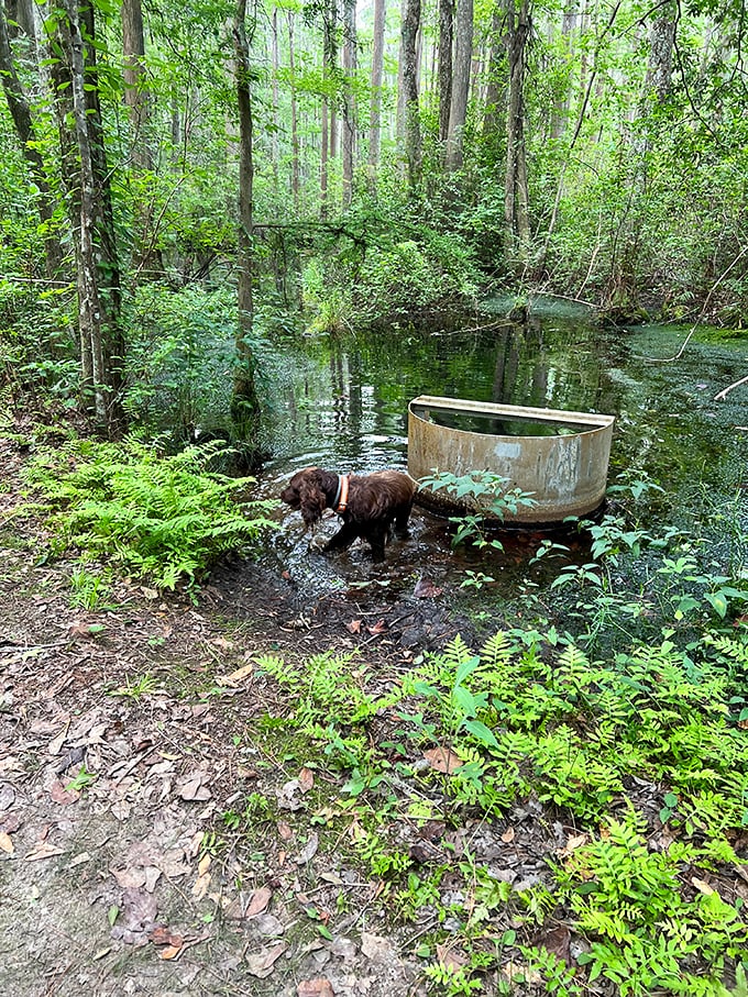 Even four-legged explorers find magic in these waters. This pup's discovering what lies beneath that mysterious dark surface.