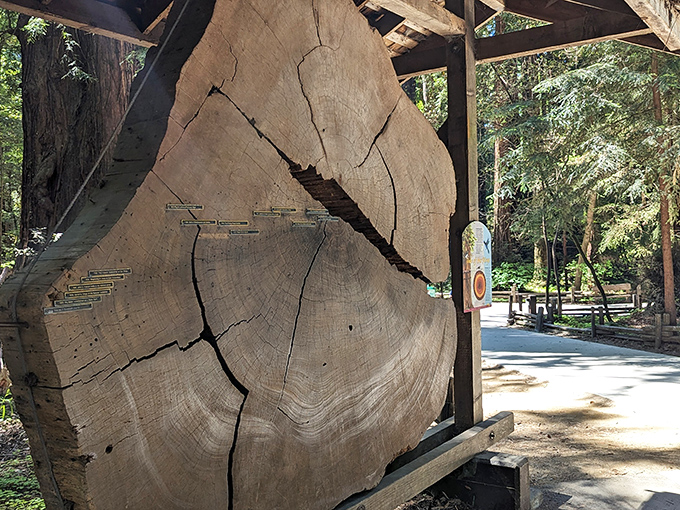 Tree rings tell stories better than most novelists. This slice of redwood history has witnessed centuries of California drama without saying a word.