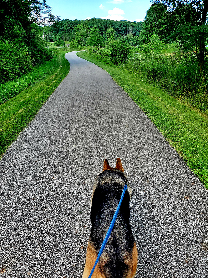 A winding path through summer's embrace&mdash;where every curve brings a new shade of green and possibilities for adventure.